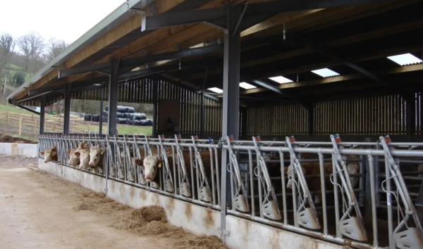 Designing Cattle Buildings for All Seasons - Robinsons Group Steel ...